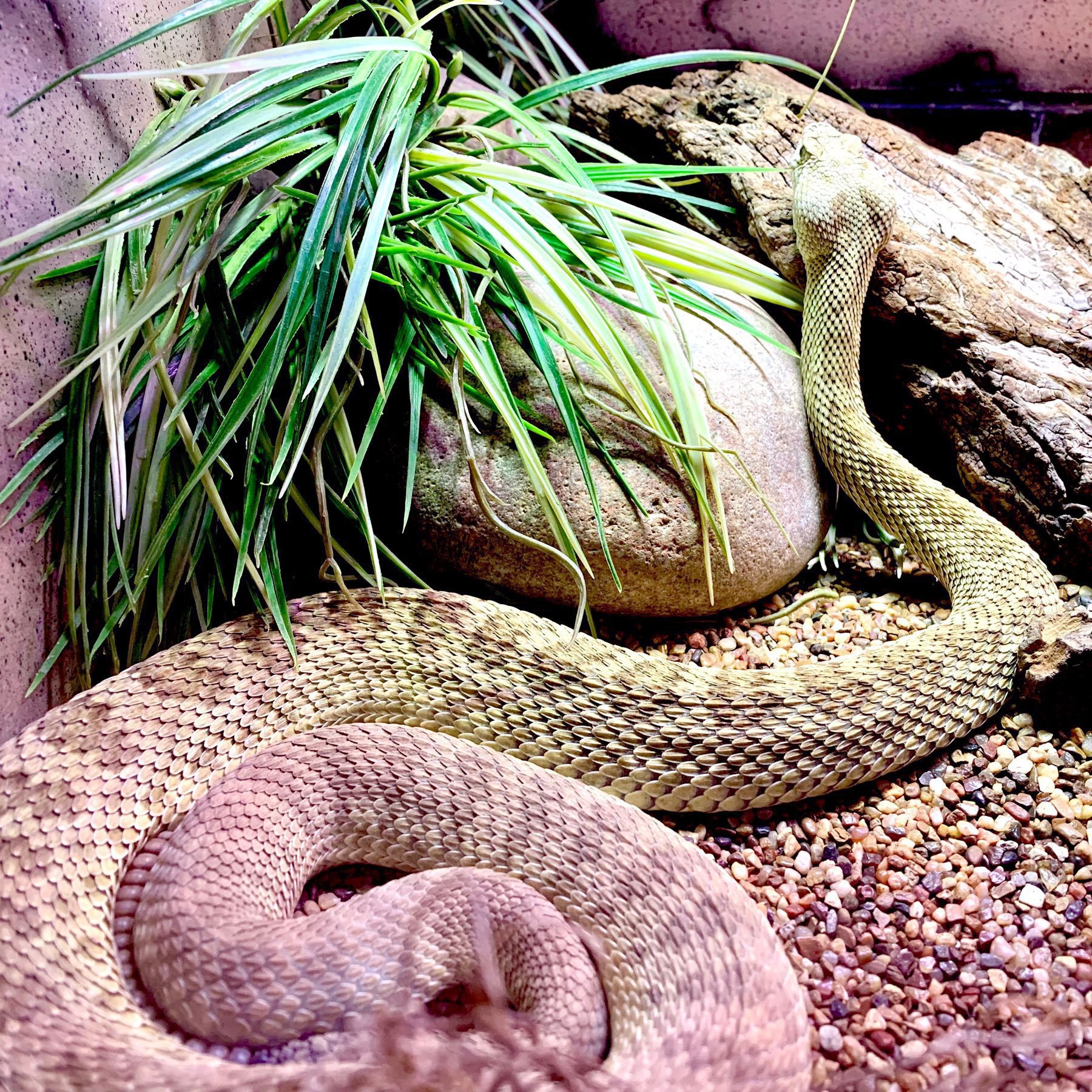 The snakes at Cameron Park Zoo Cameron … | Jamie Thingelstad